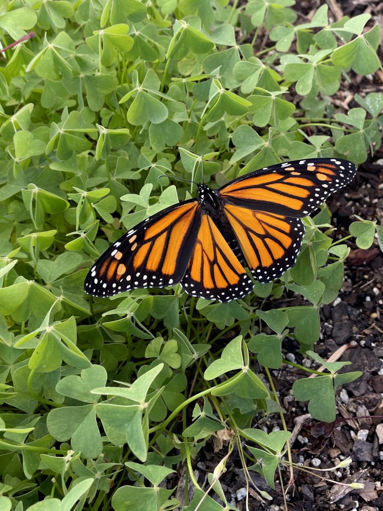 Gallery of Monthly Entries | Washington County Master Gardeners