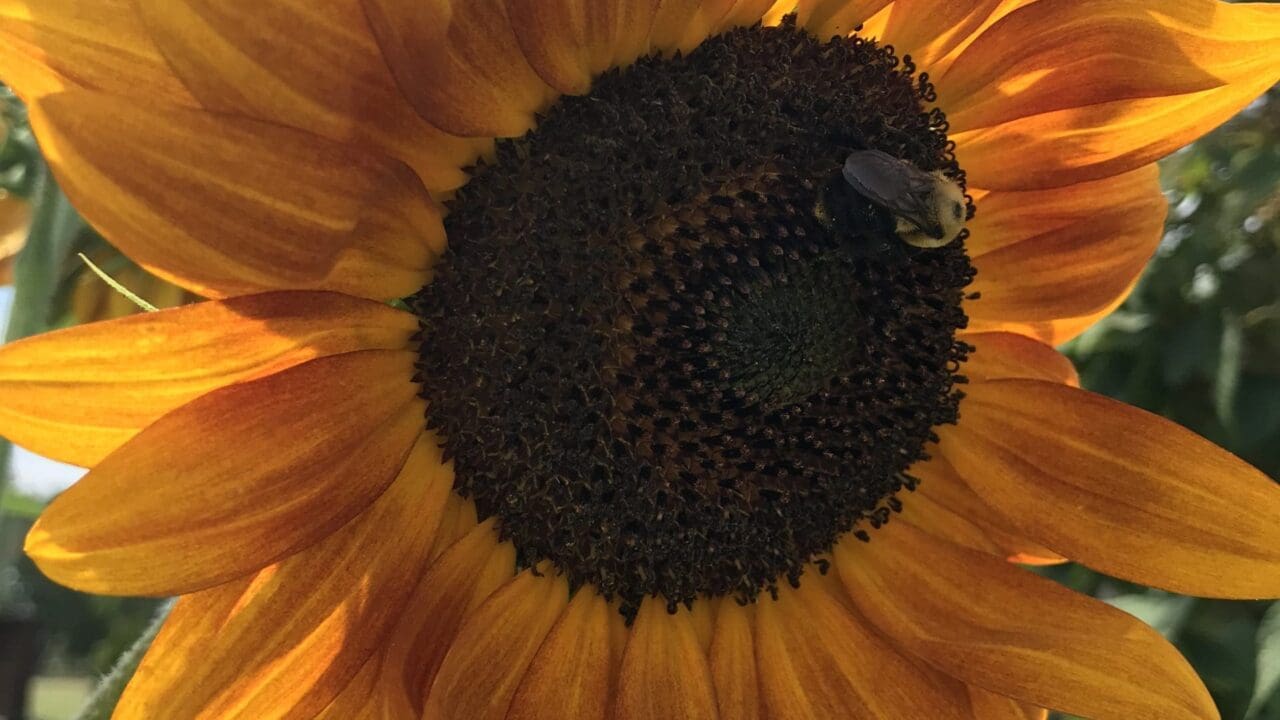 Photo of the Month Competition | Washington County Master Gardeners